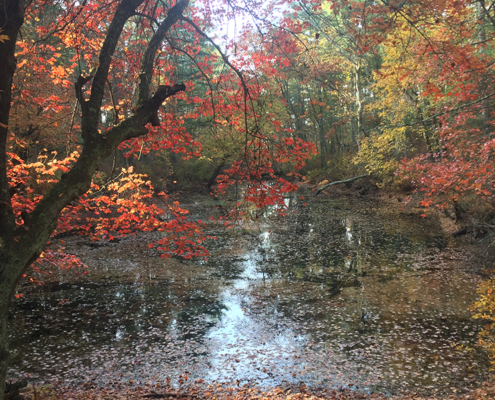 Muddy Pond Wilderness Preserve - Northeast Wilderness Trust