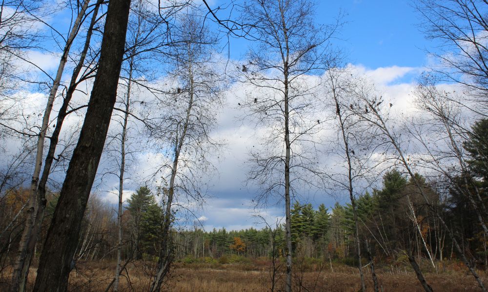 Split Rock Wildway - Northeast Wilderness Trust