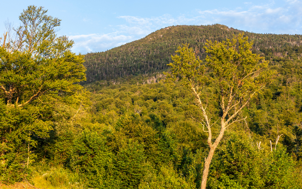 Grafton Forest Wilderness Preserve - Northeast Wilderness Trust