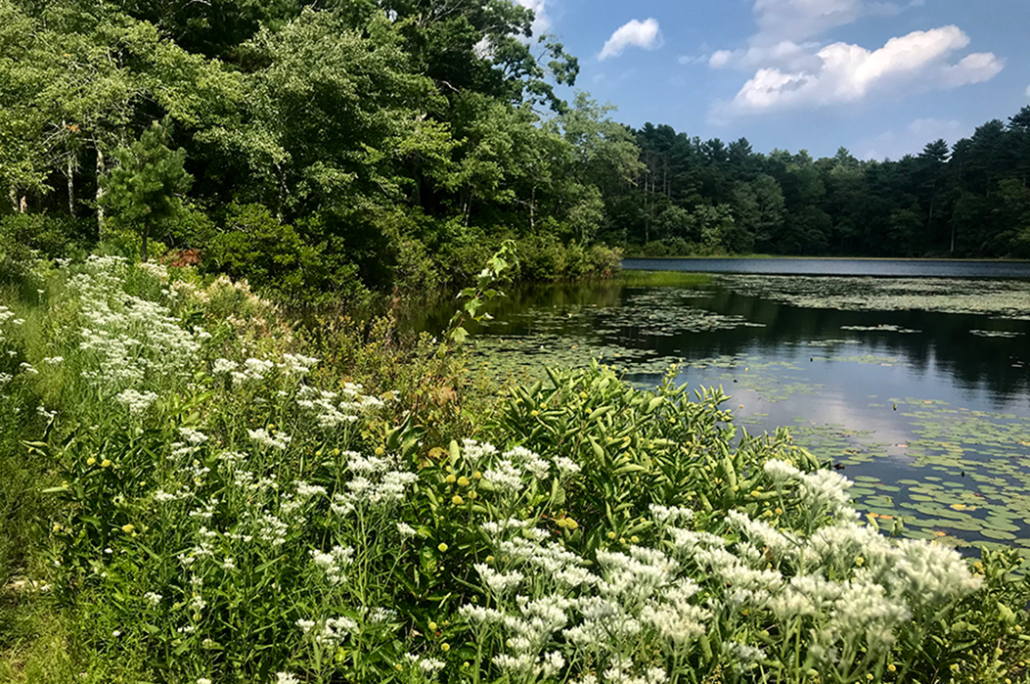 Muddy Pond Wilderness Preserve - Northeast Wilderness Trust
