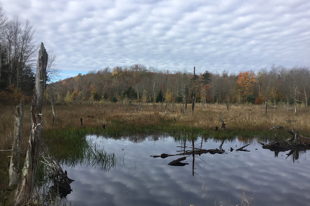 Grasse River Wilderness Preserve - Northeast Wilderness Trust