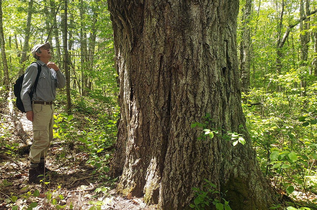 Tidal Bends Wilderness Preserve - Northeast Wilderness Trust