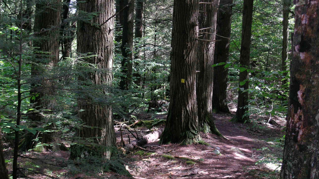 Great Trees and Forests of the Northeast, Past and Present