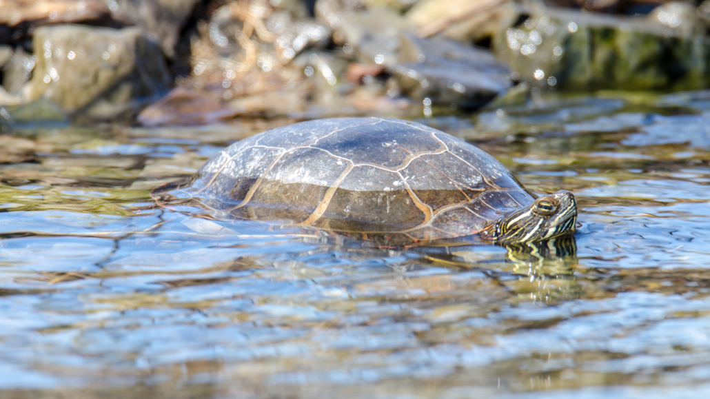 Woodbury Mountain BioBlitz: Turtles & More - Northeast Wilderness Trust