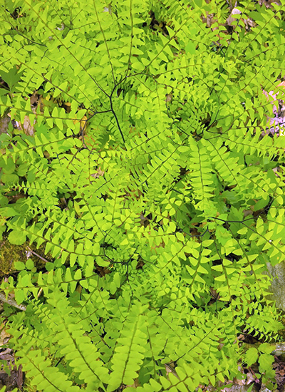 Birch Stream Wilderness Preserve - Northeast Wilderness Trust