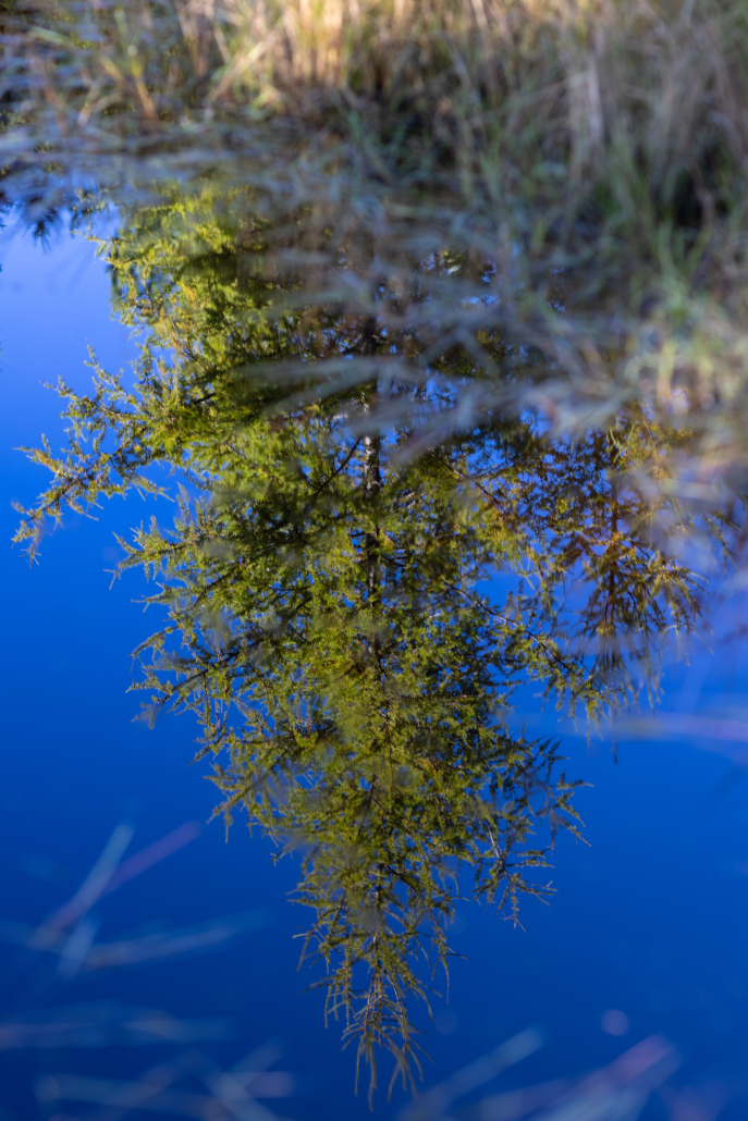 Birch Stream Wilderness Preserve - Northeast Wilderness Trust