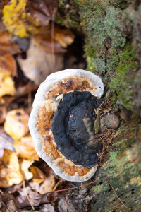 Birch Stream Wilderness Preserve - Northeast Wilderness Trust
