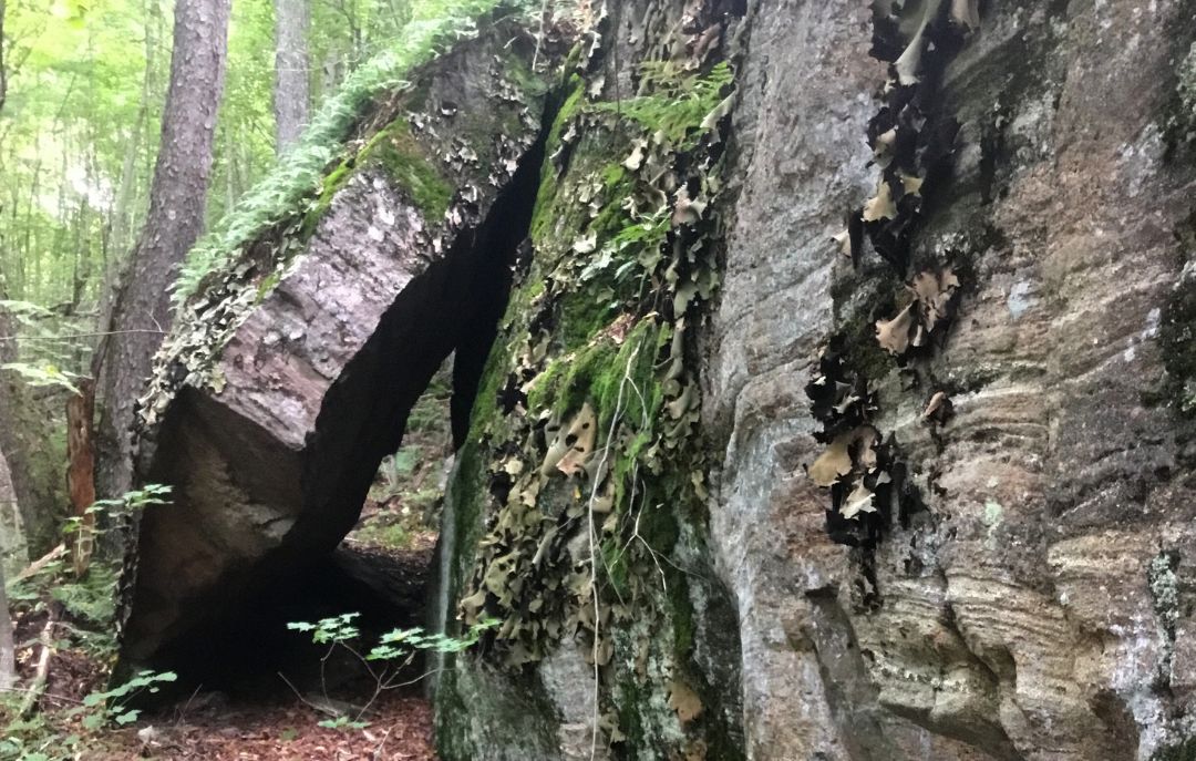 Little River Wilderness Preserve - Northeast Wilderness Trust