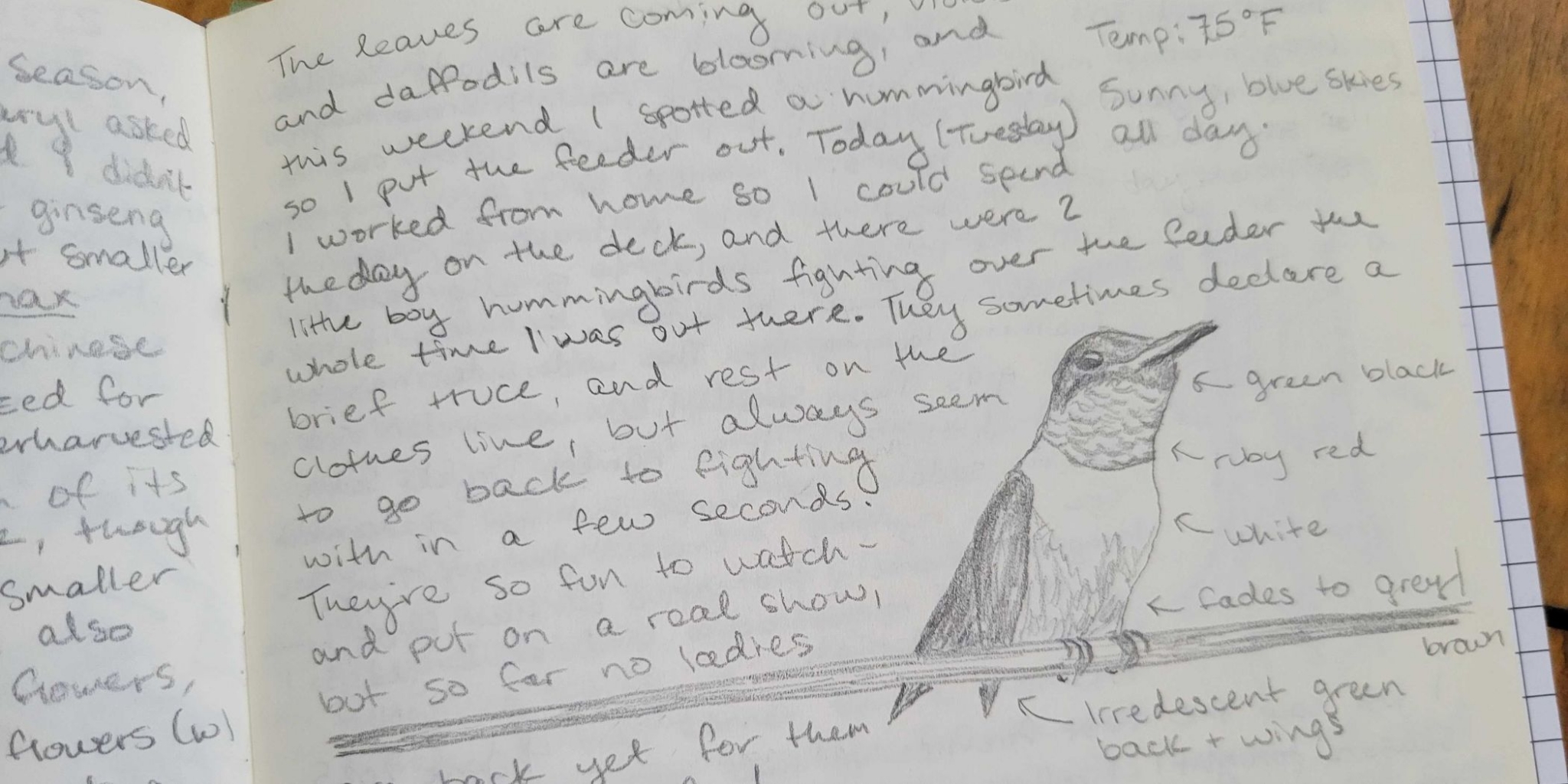 Guided Nature Journaling with NEWT - Northeast Wilderness Trust